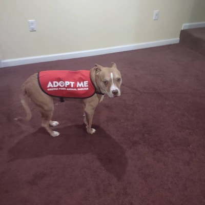 5-pack Adopt Me Dog Jackets Vests With GROUP NAME or WEBSITE - Etsy