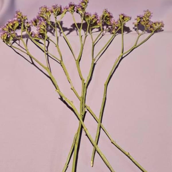 Dried Statice, Dried Flowers, Deep Violet Purple, Everlasting Flowers ...