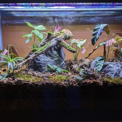 Windy Pods for Shrimp, Fish, Aquariums Craft Supplies Botanicals - Etsy