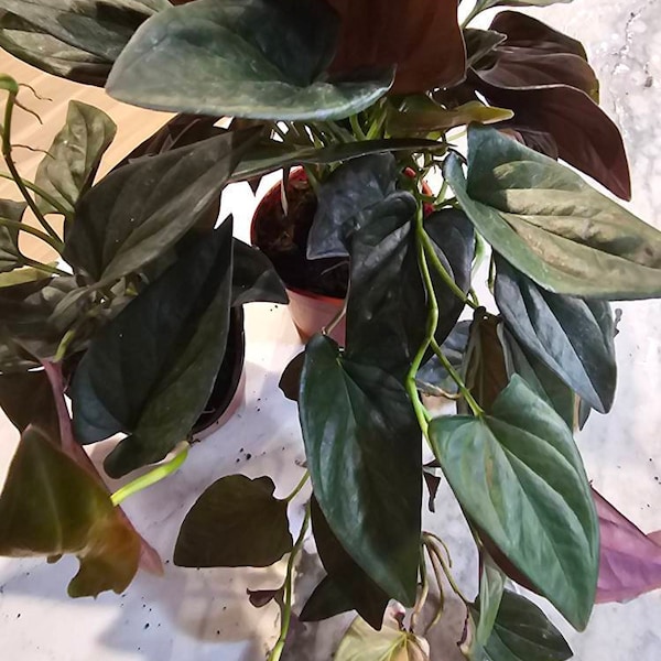 Syngonium Erythrophyllum "red Arrow": Live Indoor Plants - Easy Care ...