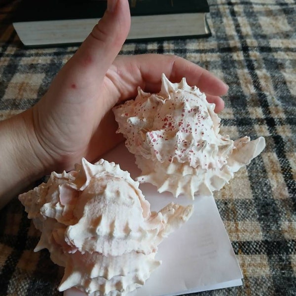 White Seashell Mix - Wedding Shells - White Sea Shells - Mixed Shells ...