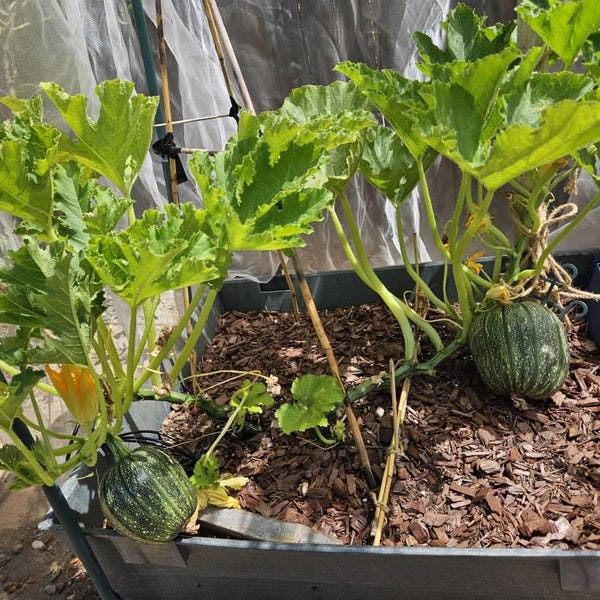 10 Heirloom Japanese Black Futsu Squash Seeds - Unique ! Fall ! Asian ...