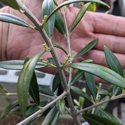 Evergreen Huckleberry scarlet Ovation - Etsy