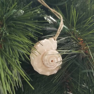 Small Shells Tiny Shells Beach Decor Seashells Shells - Etsy