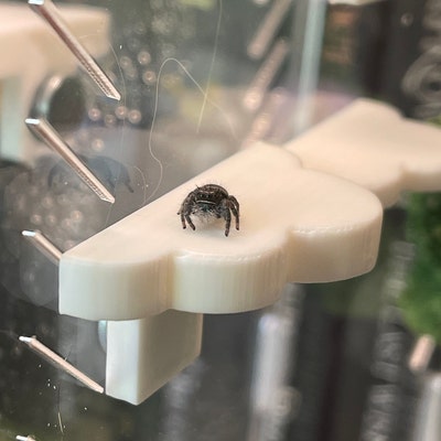 Mini Magnetic Staircase Decoration for Jumping Spiders / Multi - Etsy