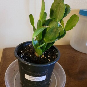 4pot of ZZ Plant Zamioculcas Zamiifolia Zee Zee Plant - Etsy