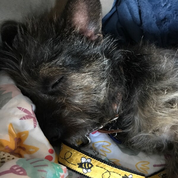 Dog Leash, Bumblebee, 1 Inch Wide, 1 Foot, 4 Foot, or 6 Foot - Etsy