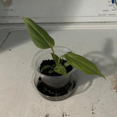 Alocasia Dragons Tooth Starter Plant must Buy A Minimum of ANY 2 PLANTS ...