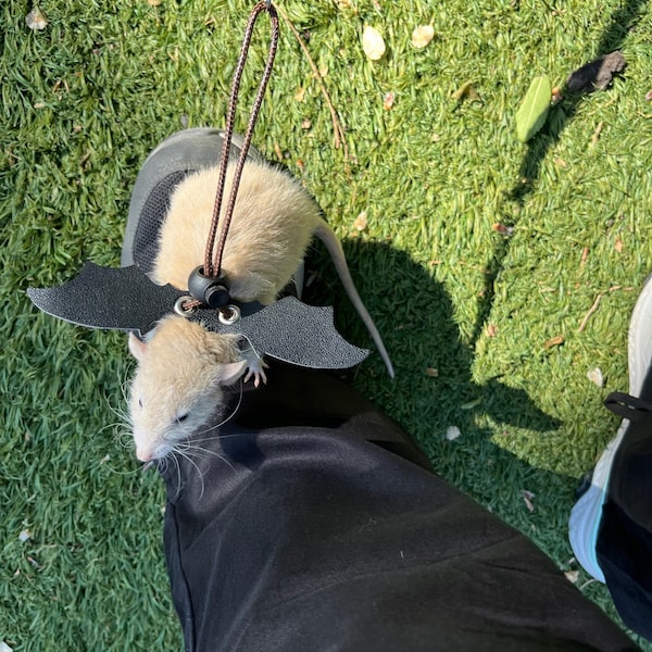 Bat Wings Harness Pet Leash Collar Set Halloween Costume/gifts-syrain ...