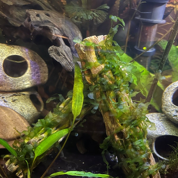 X2 Subwassertang Moss on Cholla Wood - Shrimp Hideout & Betta Aquarium ...