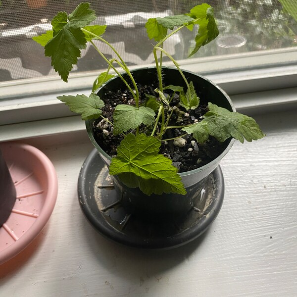 Fall Gold Raspberry Starter Plant Sweet Raspberries Yellow Berry Fruit ...