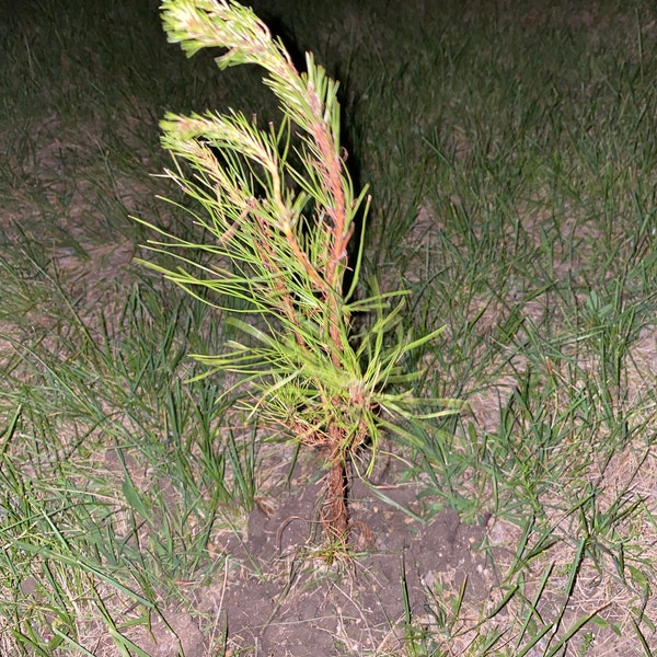 20 Loblolly Pine Tree Seedling Plugs - Etsy