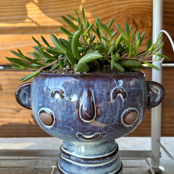 Ruby Necklace, String of Rubies, Little Pickles, Othonna Capensis ...