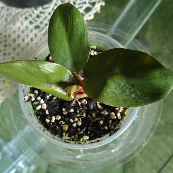 Philodendron Royal Queen Starter Plant ALL STARTER PLANTS Require You ...