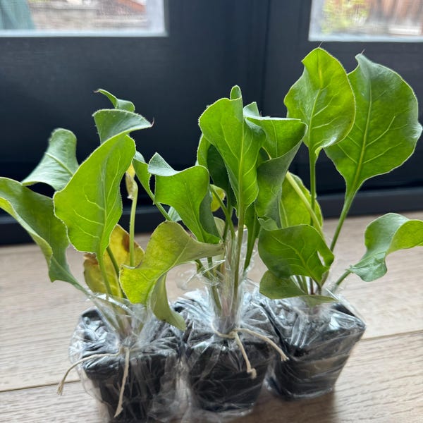 Micro Pepper Hot Pops Purple Ornamental Chili Pepper 15 Seeds - Etsy