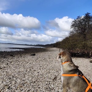 Bringsel Alert Biothane Vegan Leather Made to Order 20 Colours - Etsy