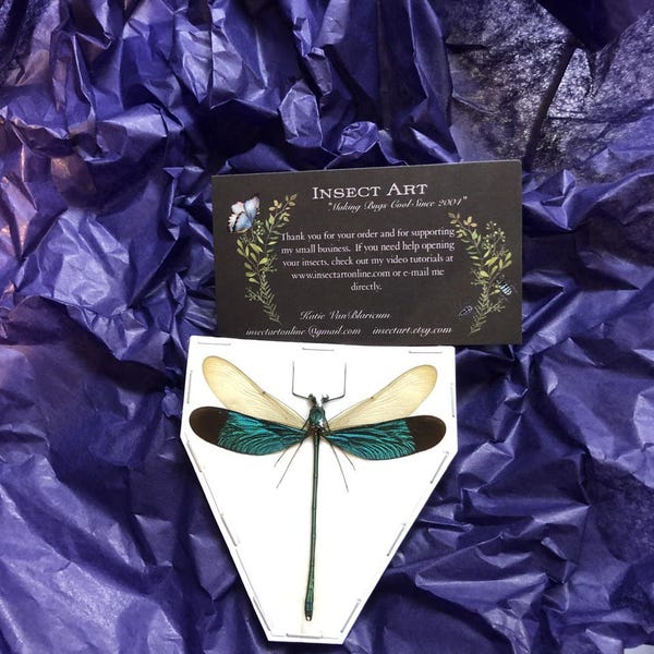 Real Green Metalwing Damselfly, Real Dragonfly, Neurobasis Chinensis - Etsy