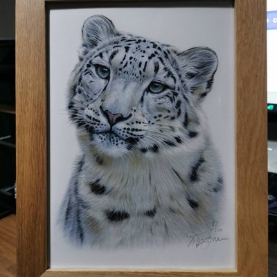 African Leopard Color Pencil Drawing Print Big Cat Art - Etsy