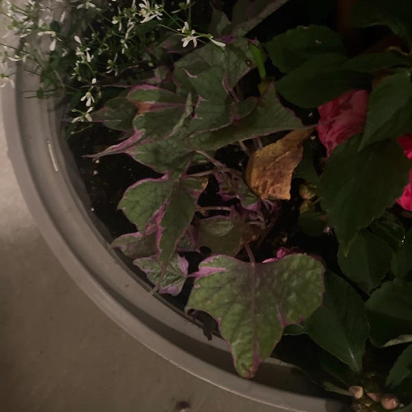 3” African Violets (asst. Colors) - Etsy