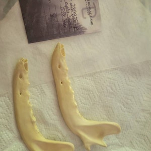Small Rabbit Claw Bones Real Bones Undrilled 40 Assorted Pieces Stock ...