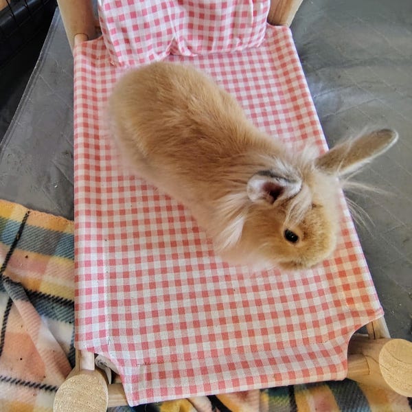 Rabbit Bunny Pet Bed, Wooden Bed With Pillow and Bedsheet Set, Multi ...