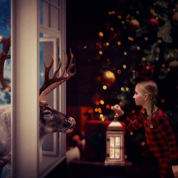 2 Reindeer Rudolf in a Christmas Window Digital Backgrounds Backdrops ...