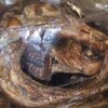 Dried Bonga Fish , Agbodo Fish 14pieces big, Wild Caught Fish, Dry Fish ...