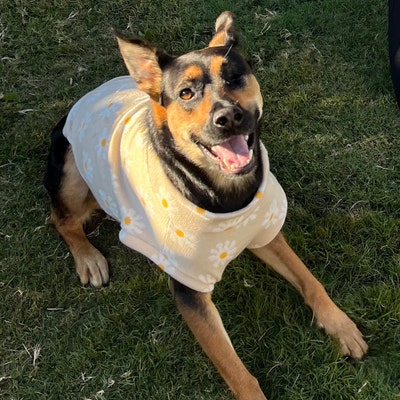 Dog Fleece Polo PDF Sewing Pattern Sizes XXS to 3XL 8 Sizes - Etsy