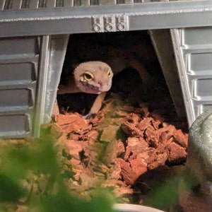 Jurassic Park Entrance Gate Decoration for Reptile Terrarium Lizard ...