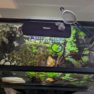 T Rex Aquarium Decoration White Dinosaur Fish Tank Decor - Etsy