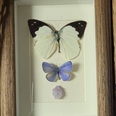 Real Butterfly Specimens, Preserved Butterfly Decoration, Butterfly in ...