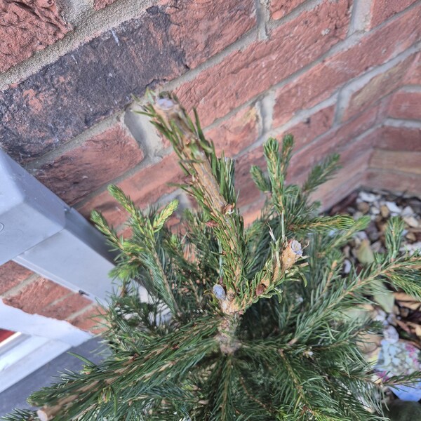 Happy Retirement Rose Bush Gift Wrapped Help A Colleague or Friend ...