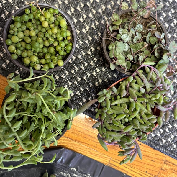 4 String Bundles Hearts Pearls Dolphins Rubies - Etsy