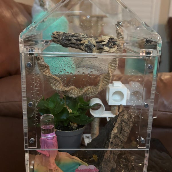 Custom Jumping Spider Enclosure- Read Description - Etsy