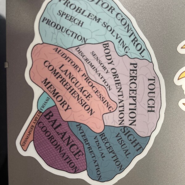 Labeled Brain Sticker, Anatomy Brain Sticker, Brain Sticker, Lobes ...