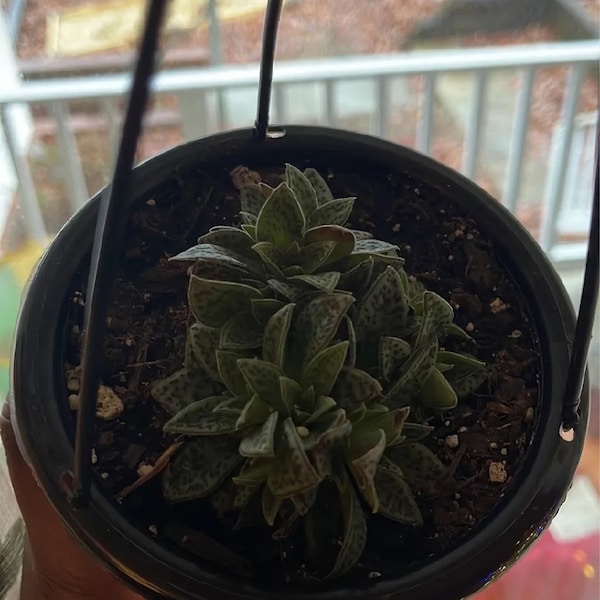 Crassula Picturata "tiger Jade" - 4" - Etsy