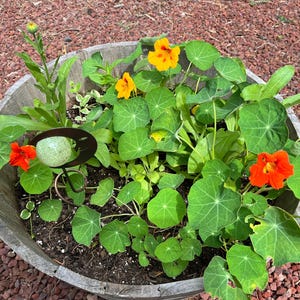 Cherokee, North Georgia Candy Roaster Squash . Cucurbita Maxima - Etsy