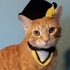 Graduation Costume for Cat, Graduation Cat Cap, Gift for Cat Lover, Cat ...