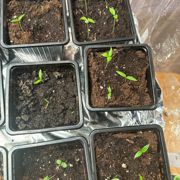 Scent Leaf (efinrin, Nchanwu, Daidoya) - Etsy Canada