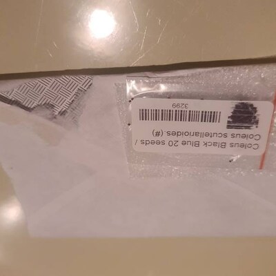 20pcs Hosta Plantaginea Fragrant Plantain Seeds Fire and Ice Shade Pink ...