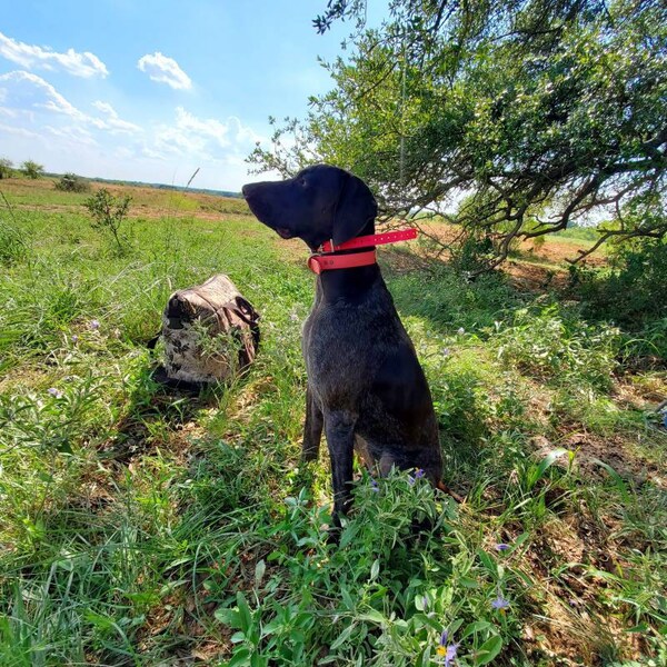 Blaze Orange Waterproof Hunting Dog Collar - Personalized Engraved ...