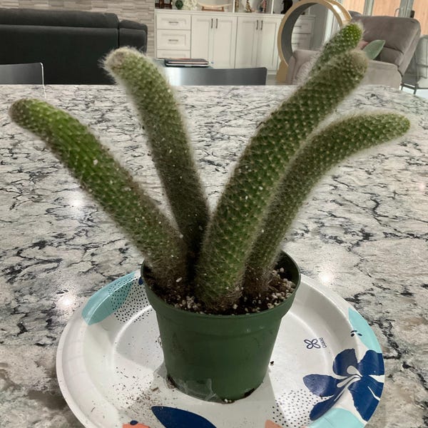 Monkey Tail Cactus 4" Inch Pot - 5x Tails - Hildewintera Colademononis ...