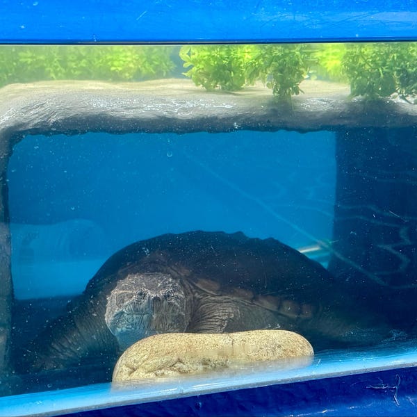 Large Faux Stone Tortoise Cave – Outdoor Turtle Tunnel Shelter – Custom ...