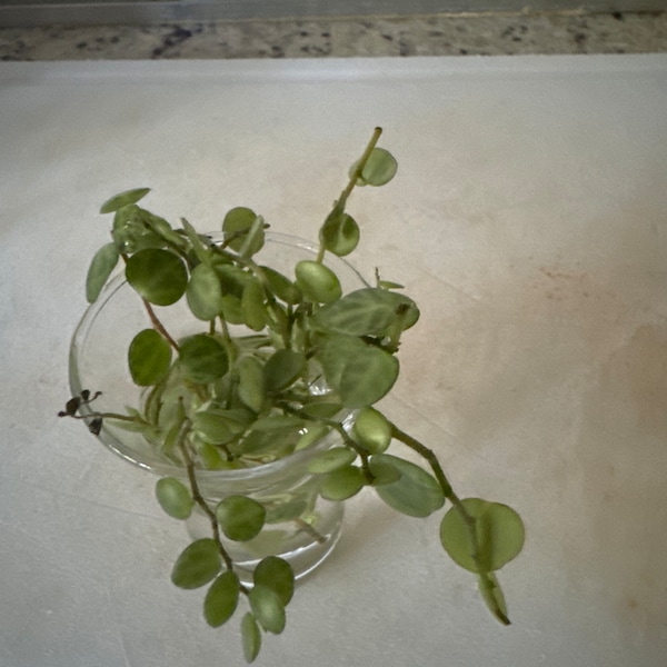 String of Turtles Cuttings, Peperomia Prostrata, Succulent Cuttings, Live Plant Cuttings - Etsy