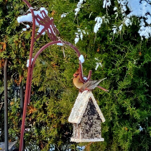 Edible Bird Home, Birdseed Birdhouse, Bird Seed House, Handmade Bird ...