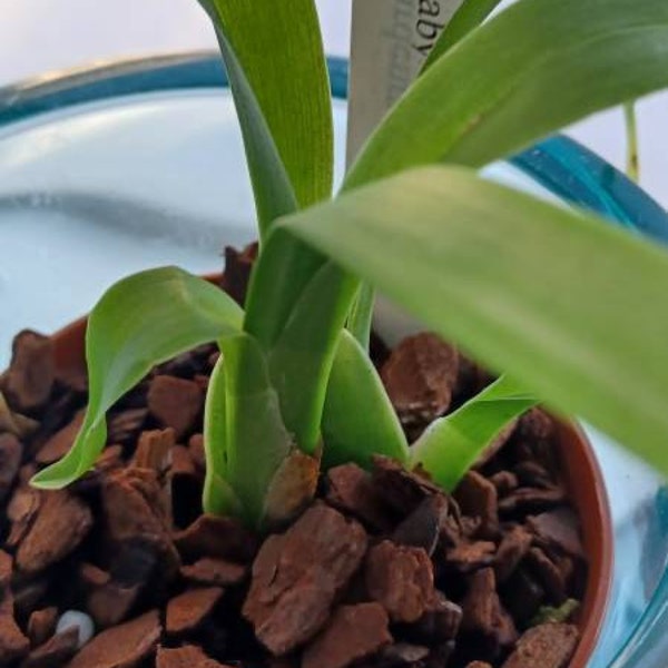 Oncidium Sharry Baby 'red Fantasy', Famous Orchid With Chocolate ...