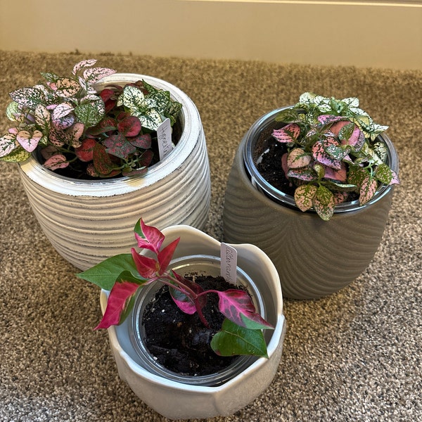 6 for 30.00 Bundle Tropical Color Mix See Description. - Etsy