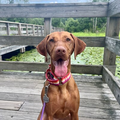 Patch Collar, Hook and Loop, Tactical Collar, Search and Rescue, Do Not ...