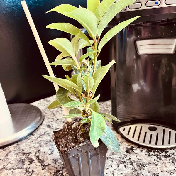 Athens Blue Princess Glory Bush Plant~~tibouchina Urvilleana~small ...