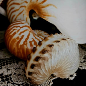 Large Specimen Grade 63.1mm CONUS Regius Royal, Crown Cone SEASHELL JB ...